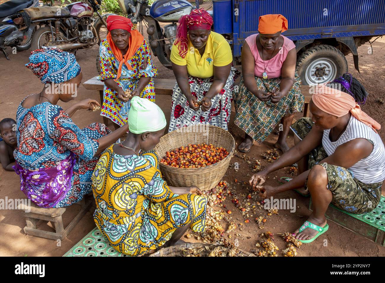 Villagers processing palm fruit for oil in Dokoue, Benin, West Africa ...