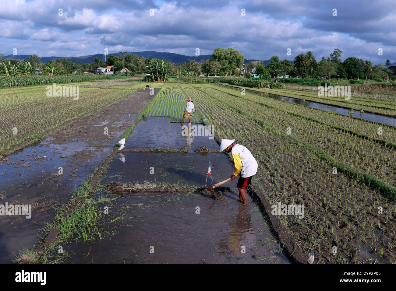Farmer planting rice seedlings, young rice sprouts in a field ...