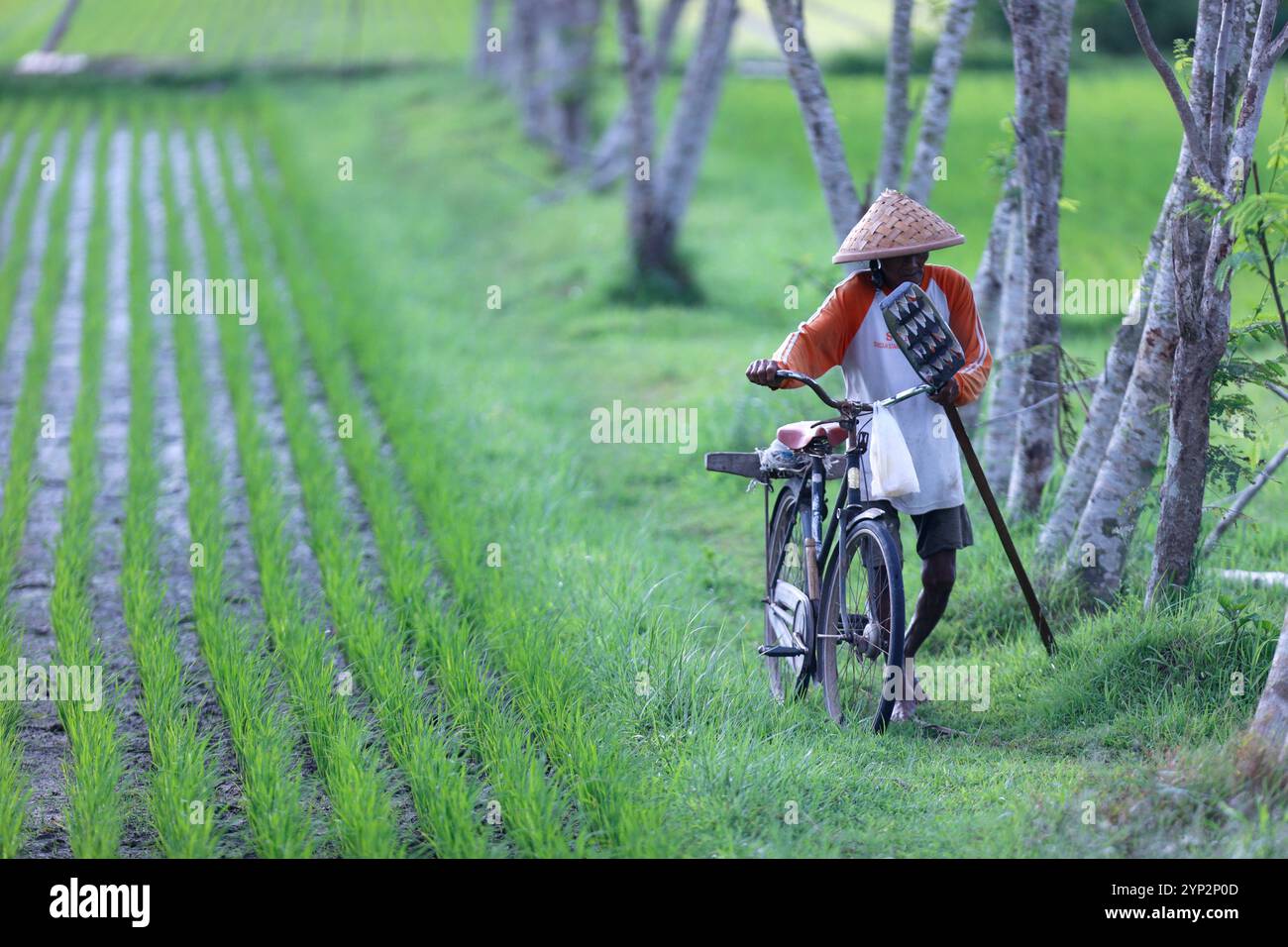 Young rice sprouts in a field, Yogyakarta, Java, Indonesia, Southeast ...