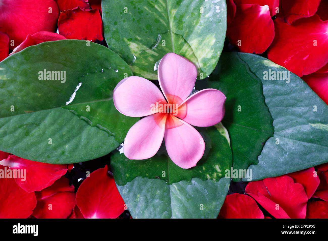 Pink flower with red rose petals, flower decoration, Yogyakarta, Java ...