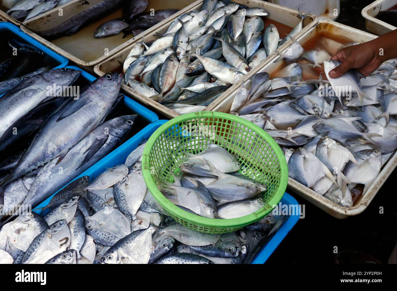 Fresh fish for at traditional food market, Surabaya, Java, Indonesia ...