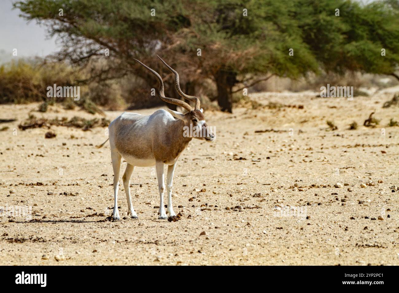 Addax (Addax nasomaculatus Stock Photo - Alamy