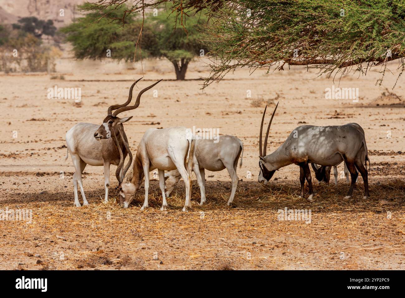 Oryx nasomaculatus hi-res stock photography and images - Alamy