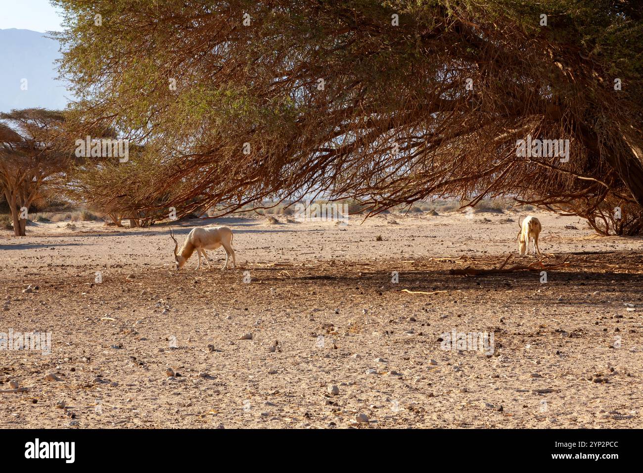 Addax nasomaculatus sahara desert hi-res stock photography and images ...