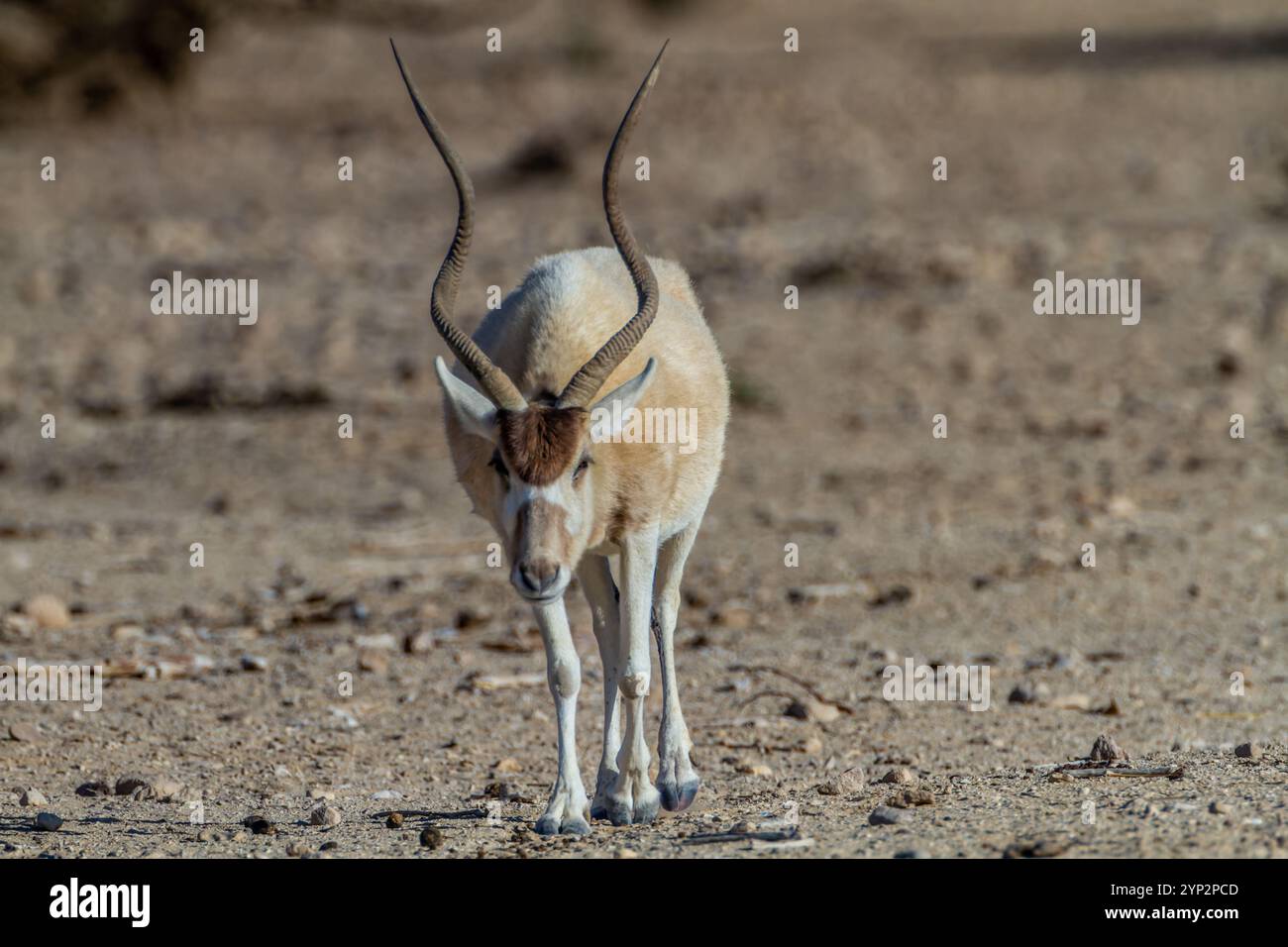 Addax (Addax nasomaculatus Stock Photo - Alamy