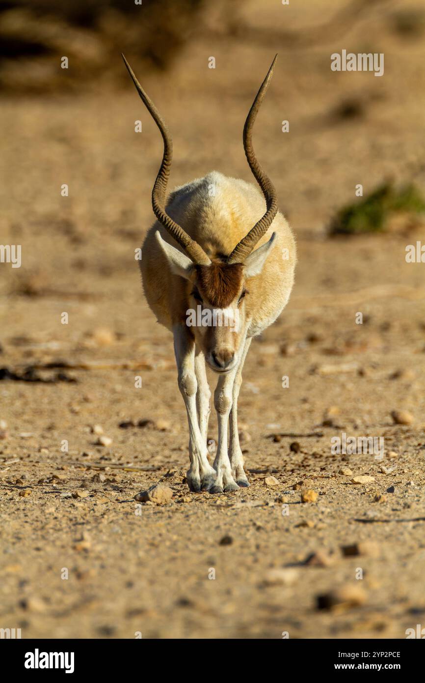 Addax (Addax nasomaculatus Stock Photo - Alamy