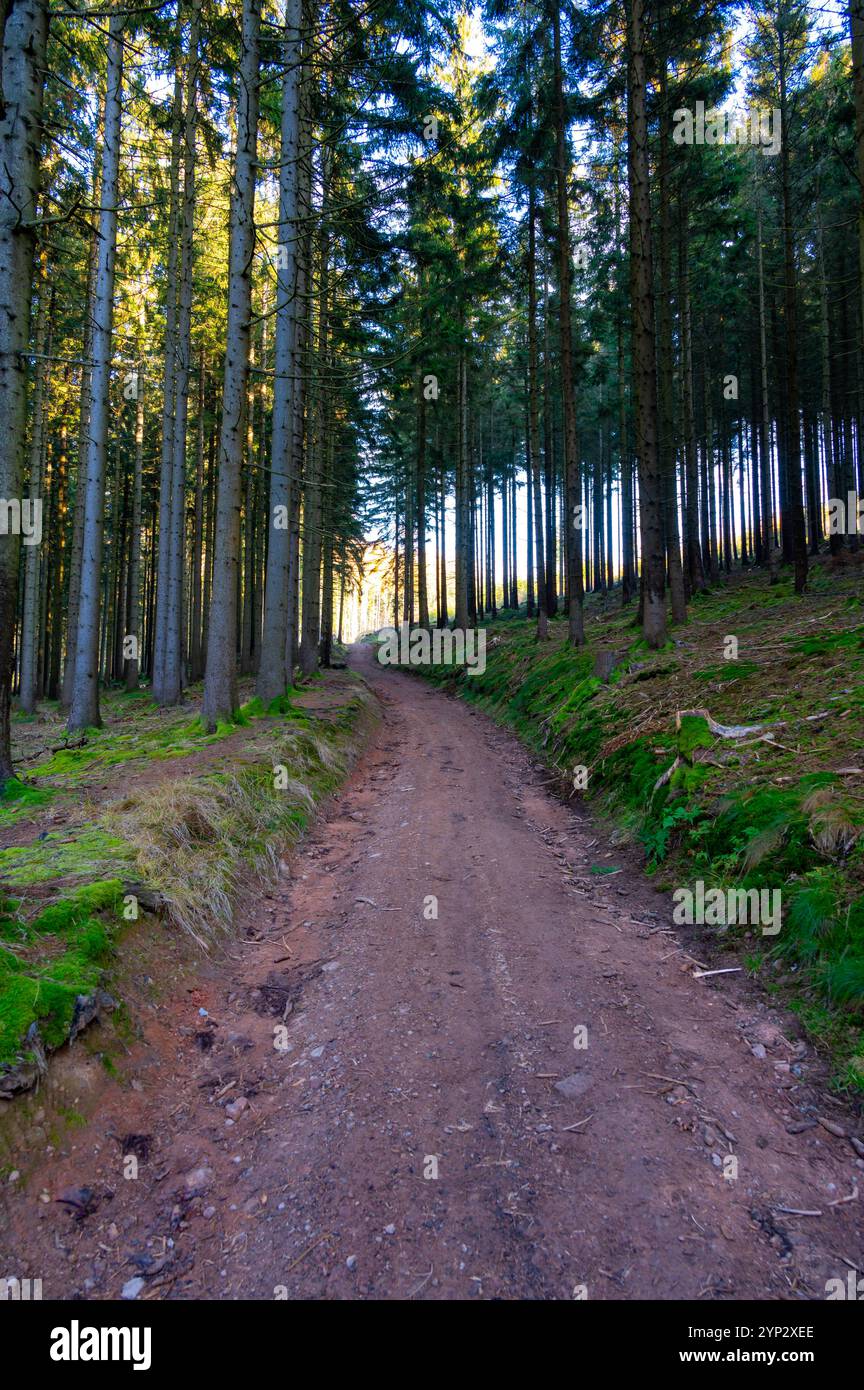 Captivating forest hi-res stock photography and images - Alamy