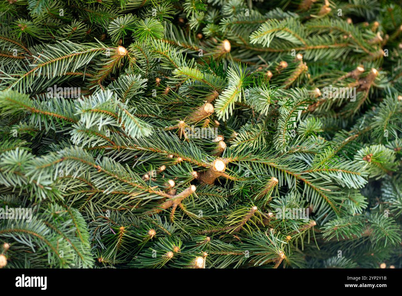 Poplar biomass production hi-res stock photography and images - Alamy