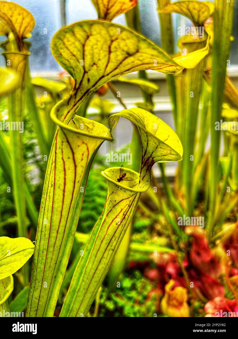 The Hungry Plant Stock Photo - Alamy