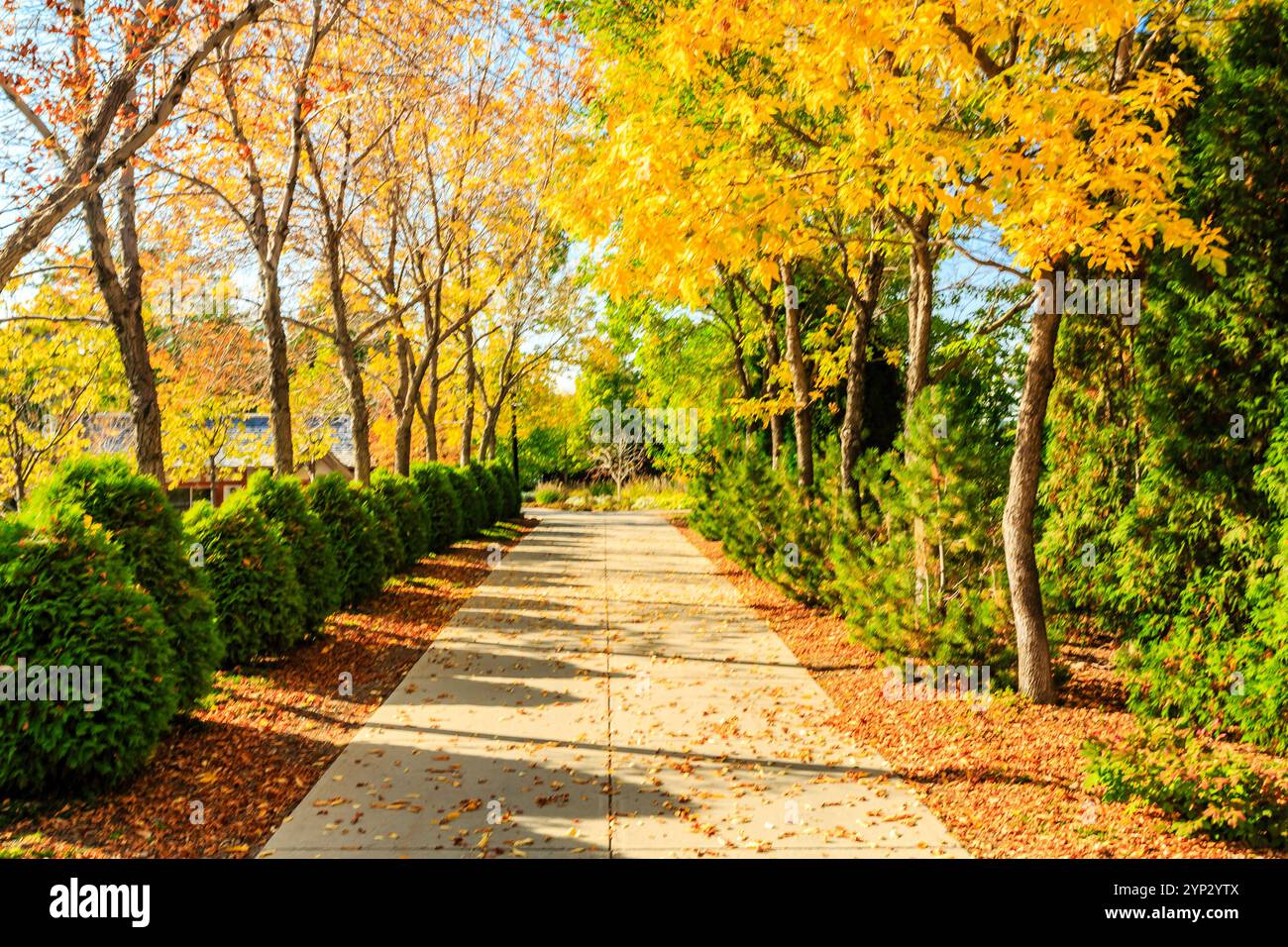 A path lined with trees and leaves is shown in the image. The leaves ...