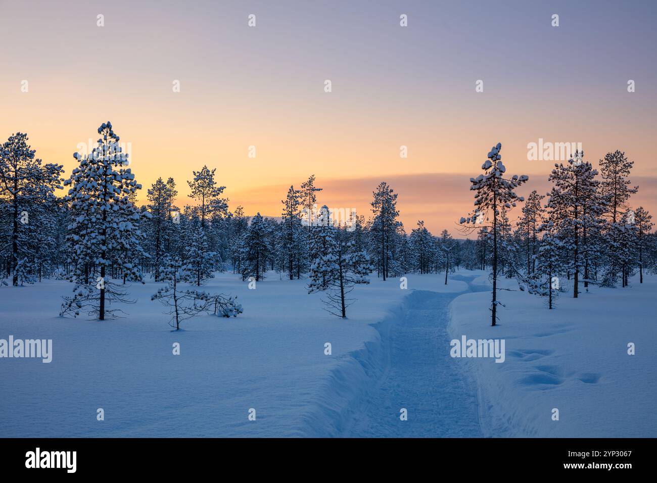 Winter Finnish Lapland. Snowy polar forest with low trees. Cleared path ...