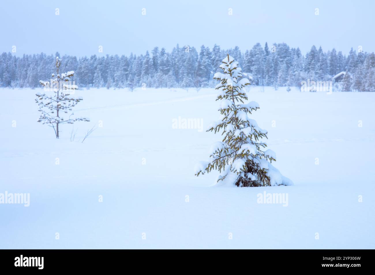 Winter Finland. Twilight on a large snow-covered meadow in front of a ...
