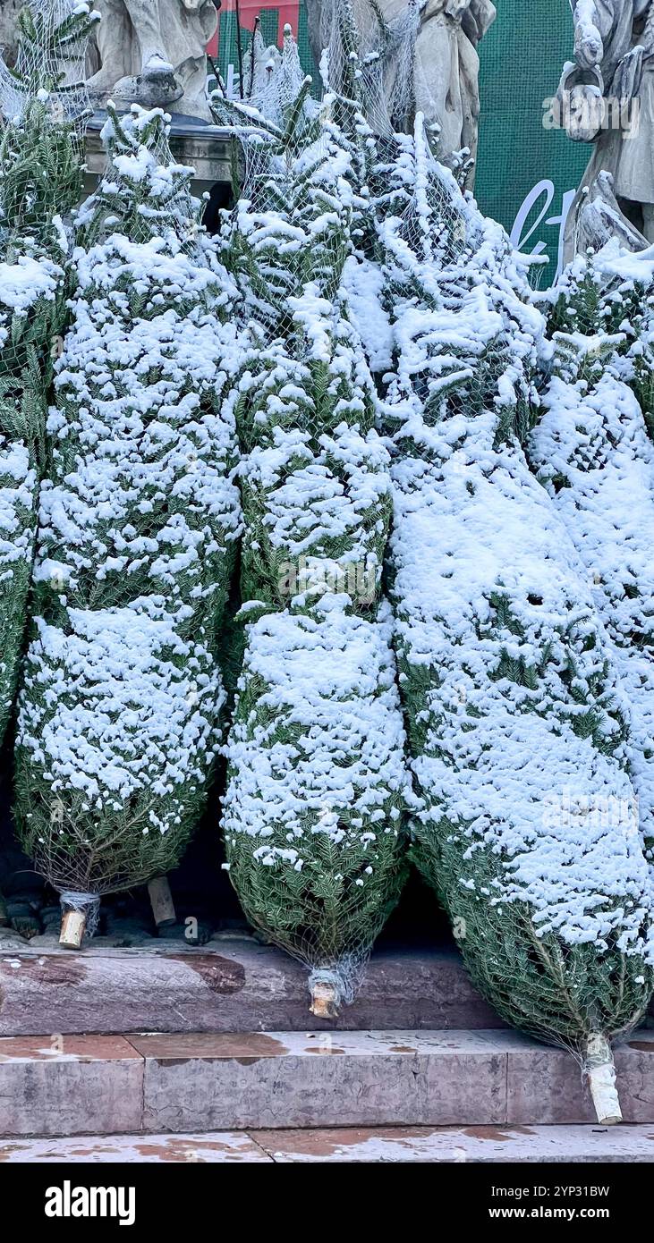 Tree bundles hi-res stock photography and images - Alamy