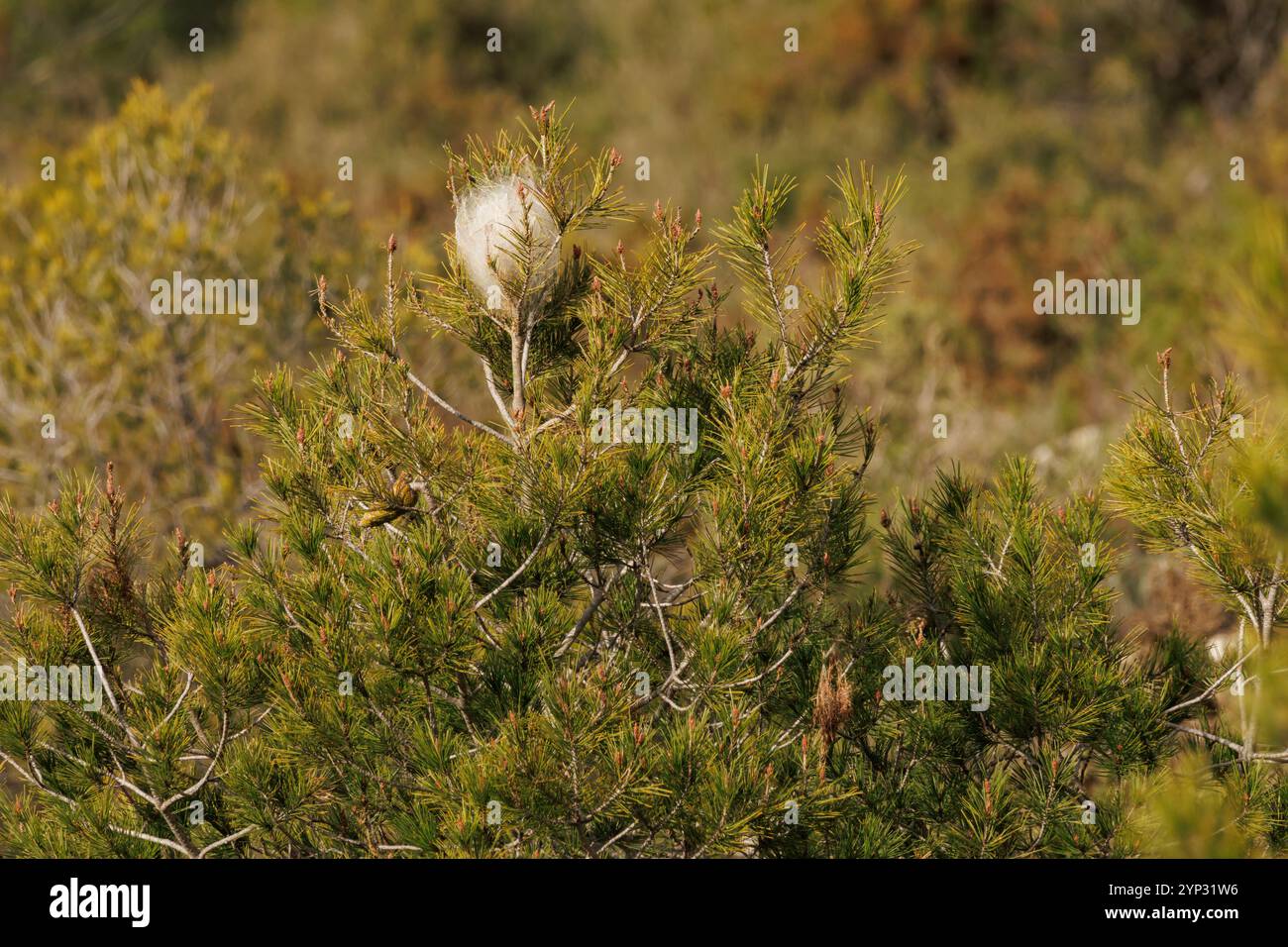 Processionary caterpillar nest in the crown of a pine tree in the ...