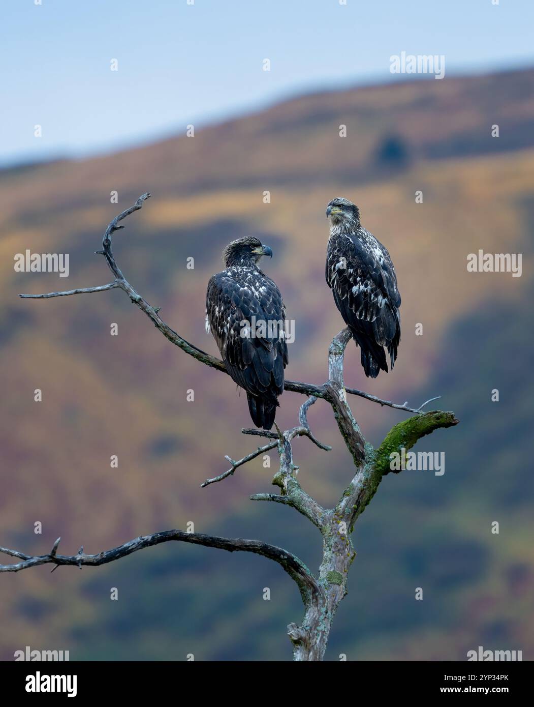 Two juvenile bald eagles after the rain, sitting on a tree branch in ...
