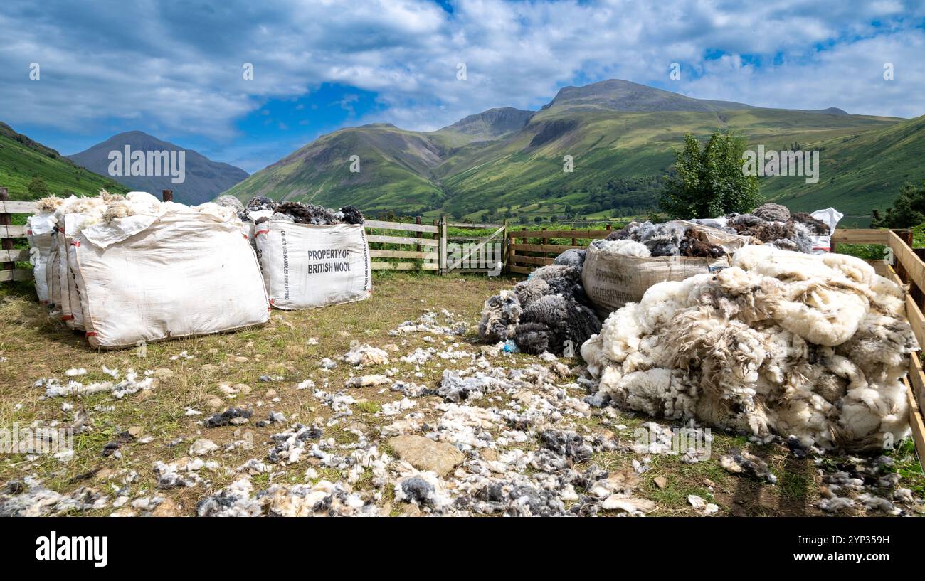 Sheep pens with bags of Herdwick wool in after a flock of sheep has ...