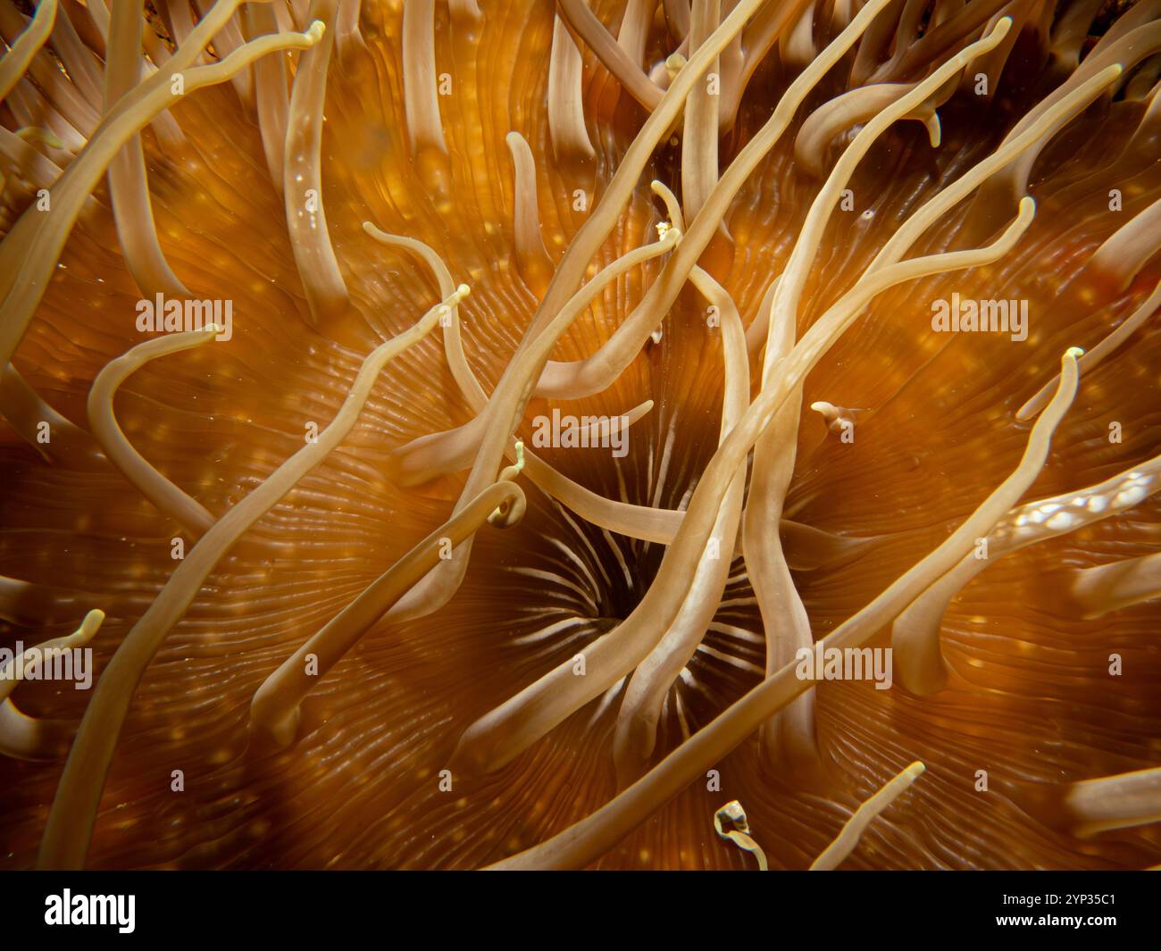 An amazingly beautiful pattern of a sea anemone. Underwater macro photo ...