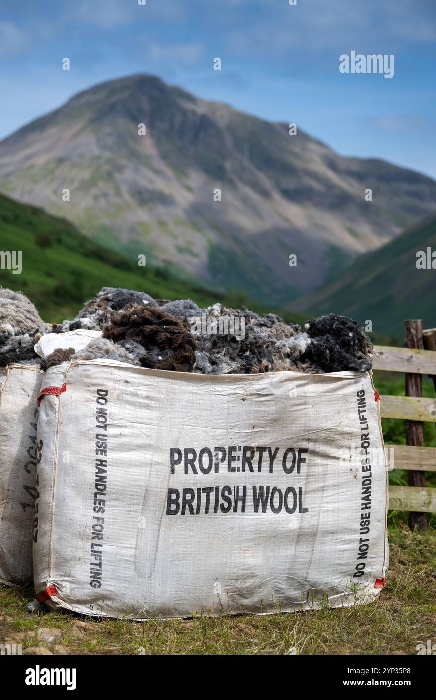 Sheep pens with bags of Herdwick wool in after a flock of sheep has ...