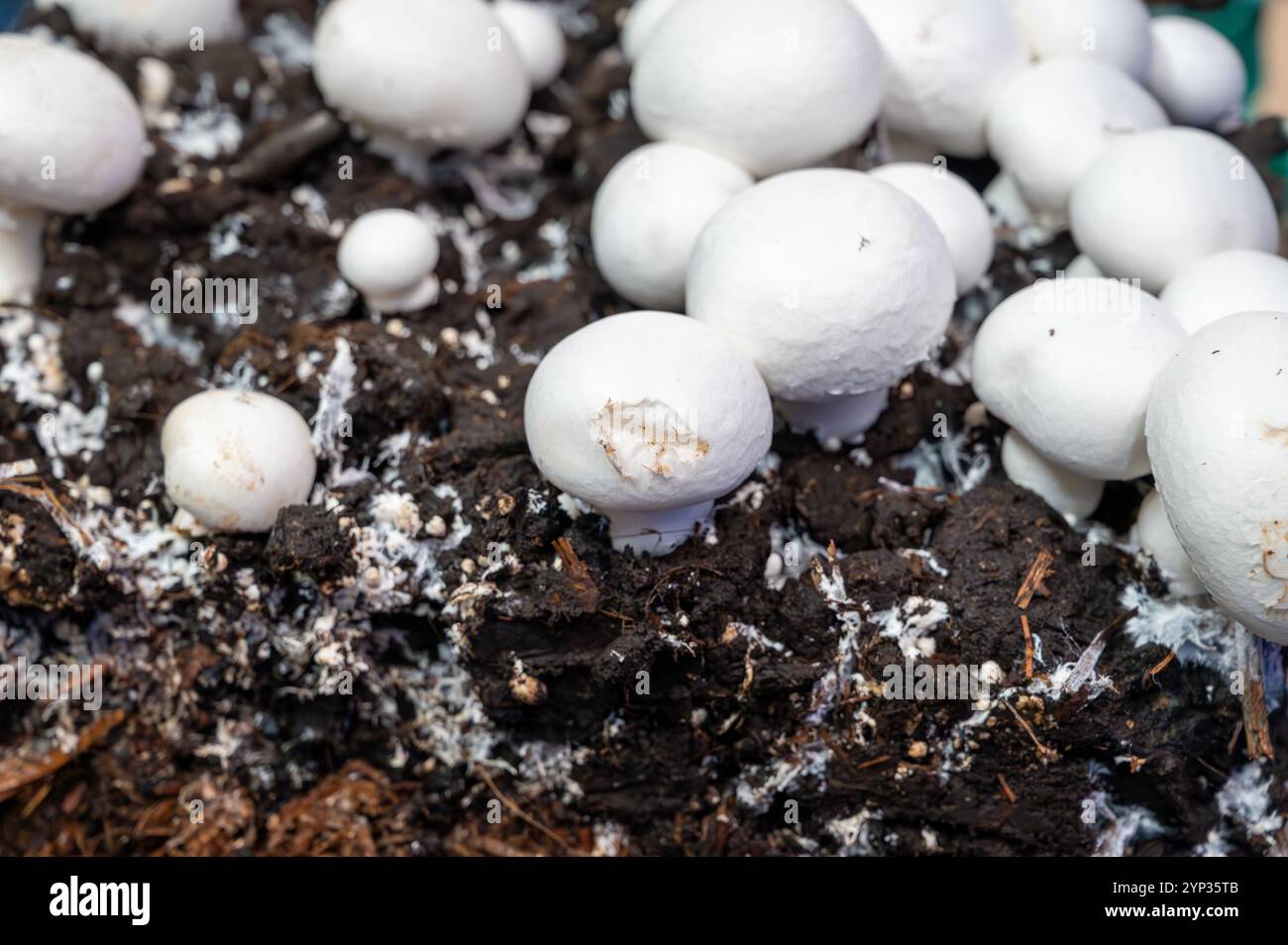 Growing of white champignons mushrooms, mycelium grow from compost into ...