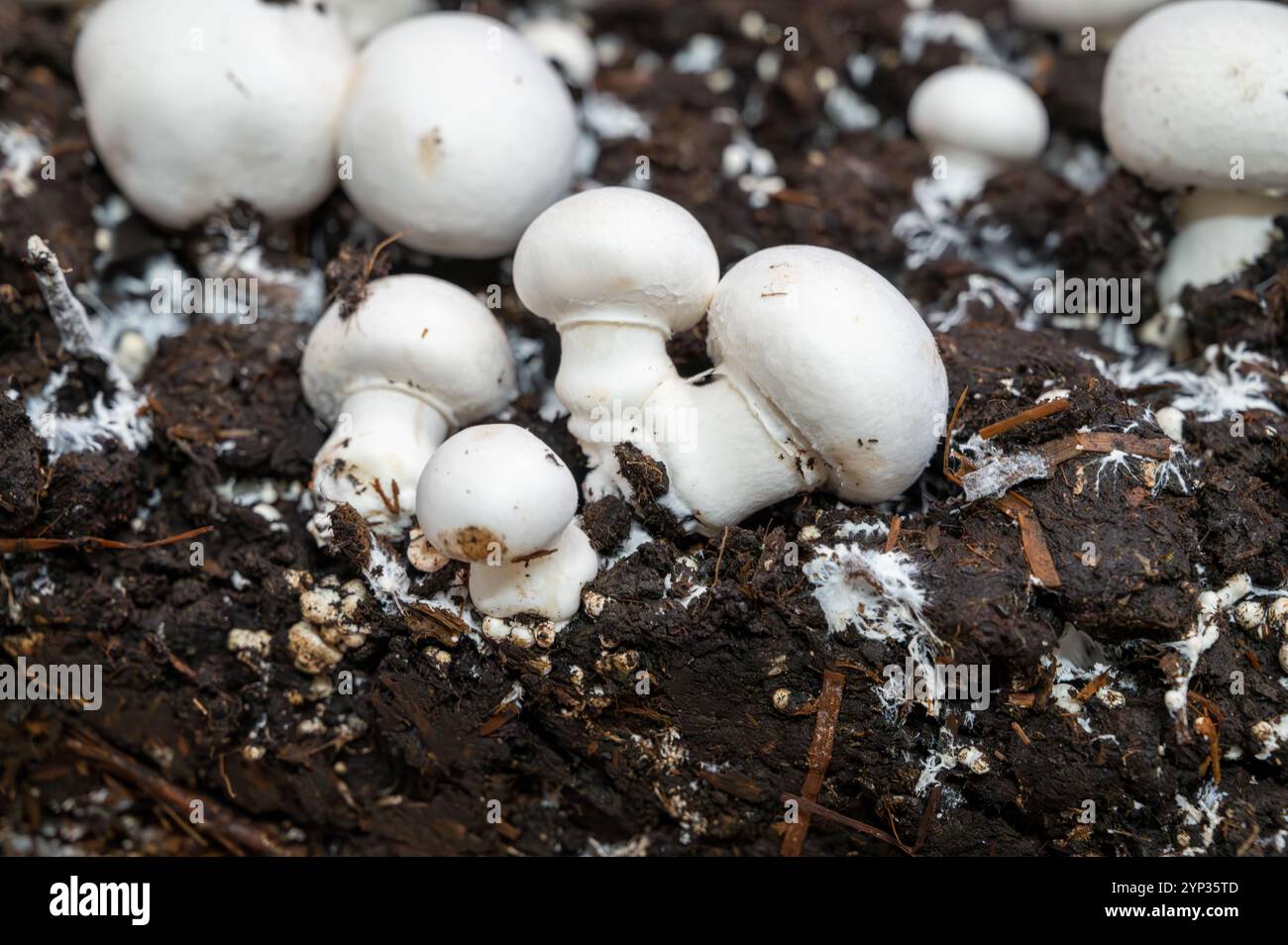 Growing of white champignons mushrooms, mycelium grow from compost into ...