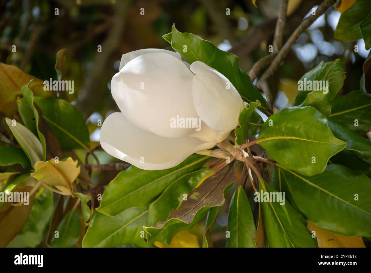 White scented blossom of tropical magnolia grandiflora evergreen tree ...