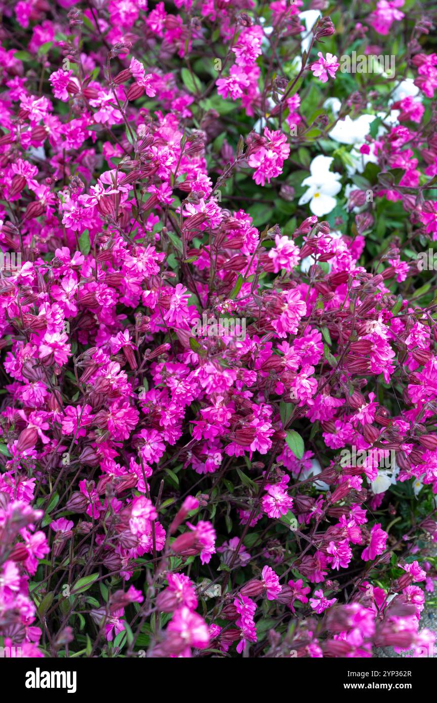 Pink blossom of Silene pendula catchfly ornamental plant in garden ...