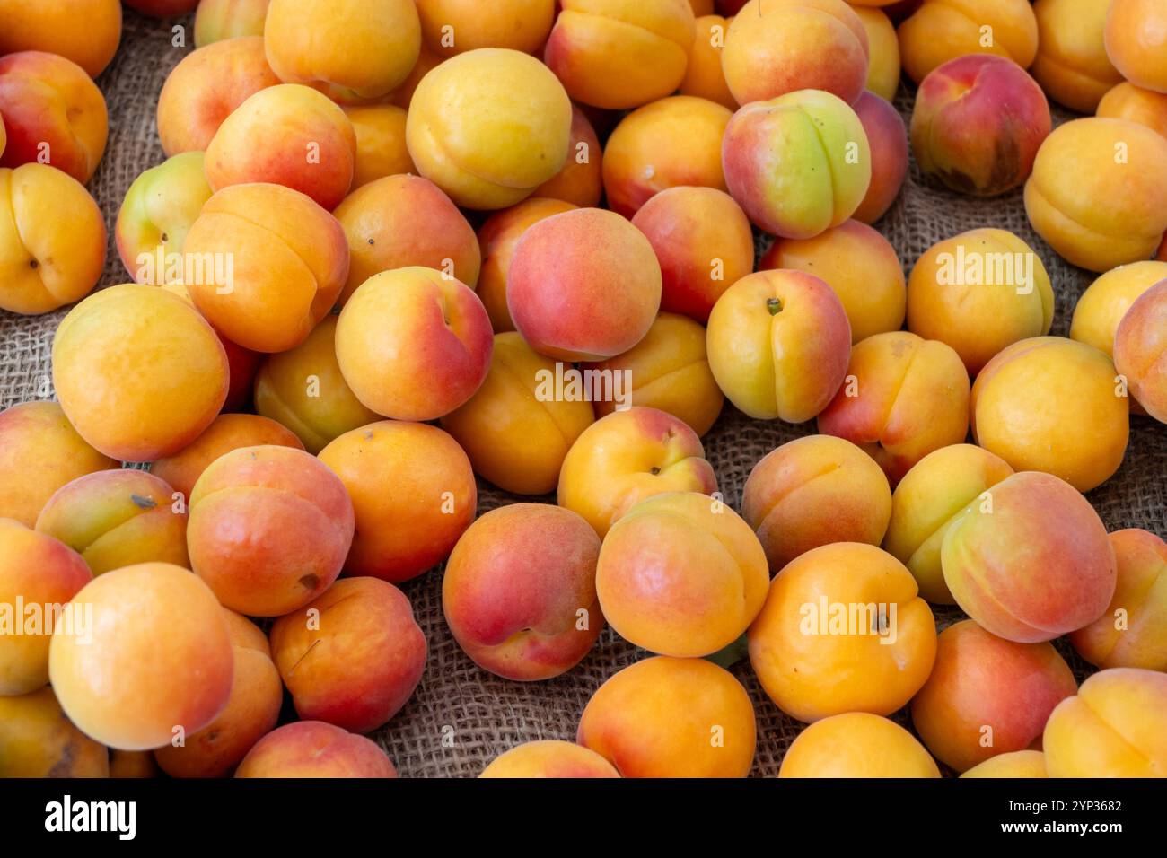 New harvest of fresh ripe sweet yellow-red apricots fruits in Provence ...