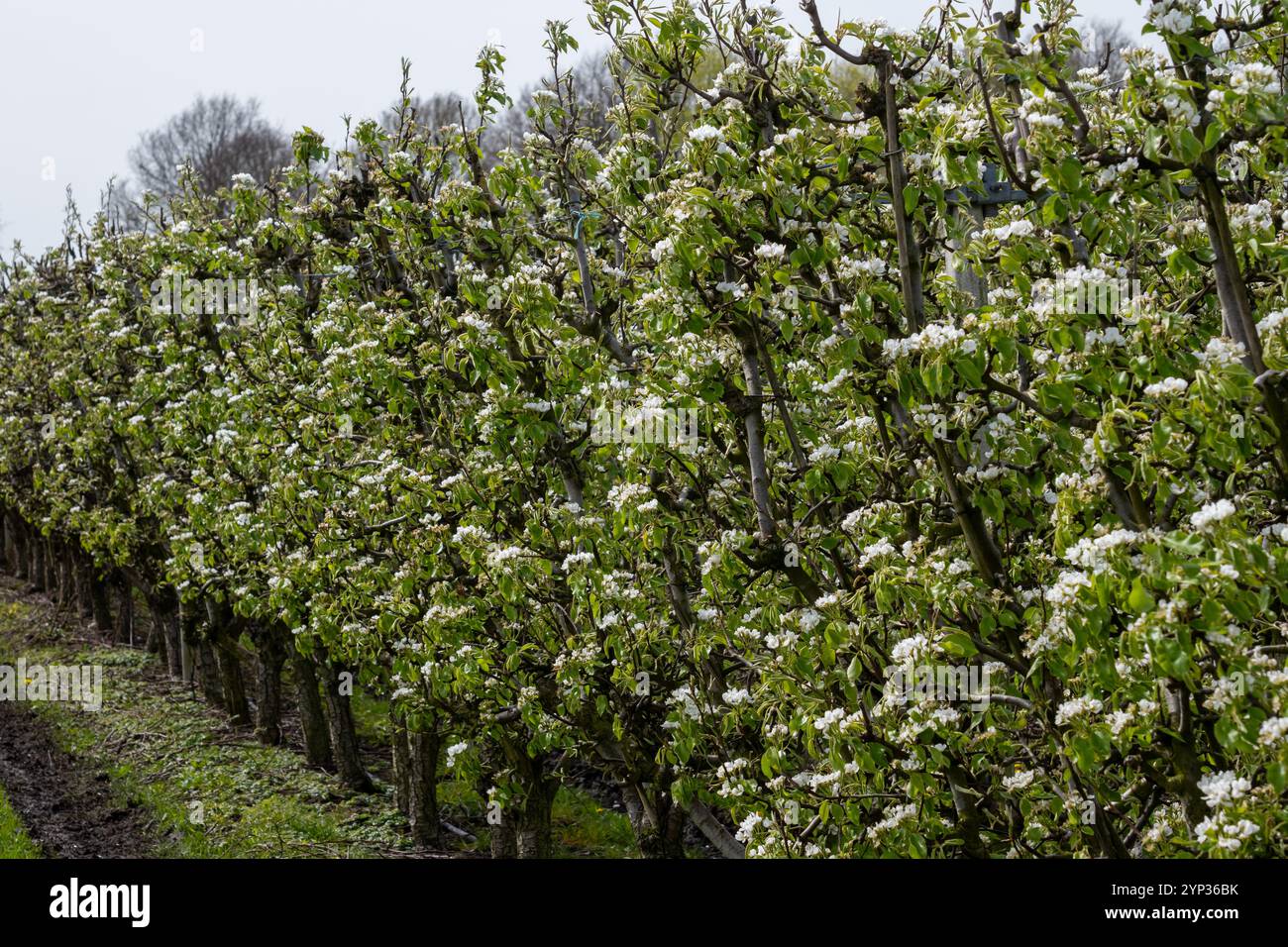 Organic farming in Netherlands, rows of white blossoming conference ...