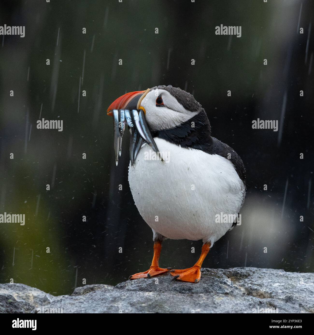 Puffin with beak full of fish standing in the rain - Isle of May ...