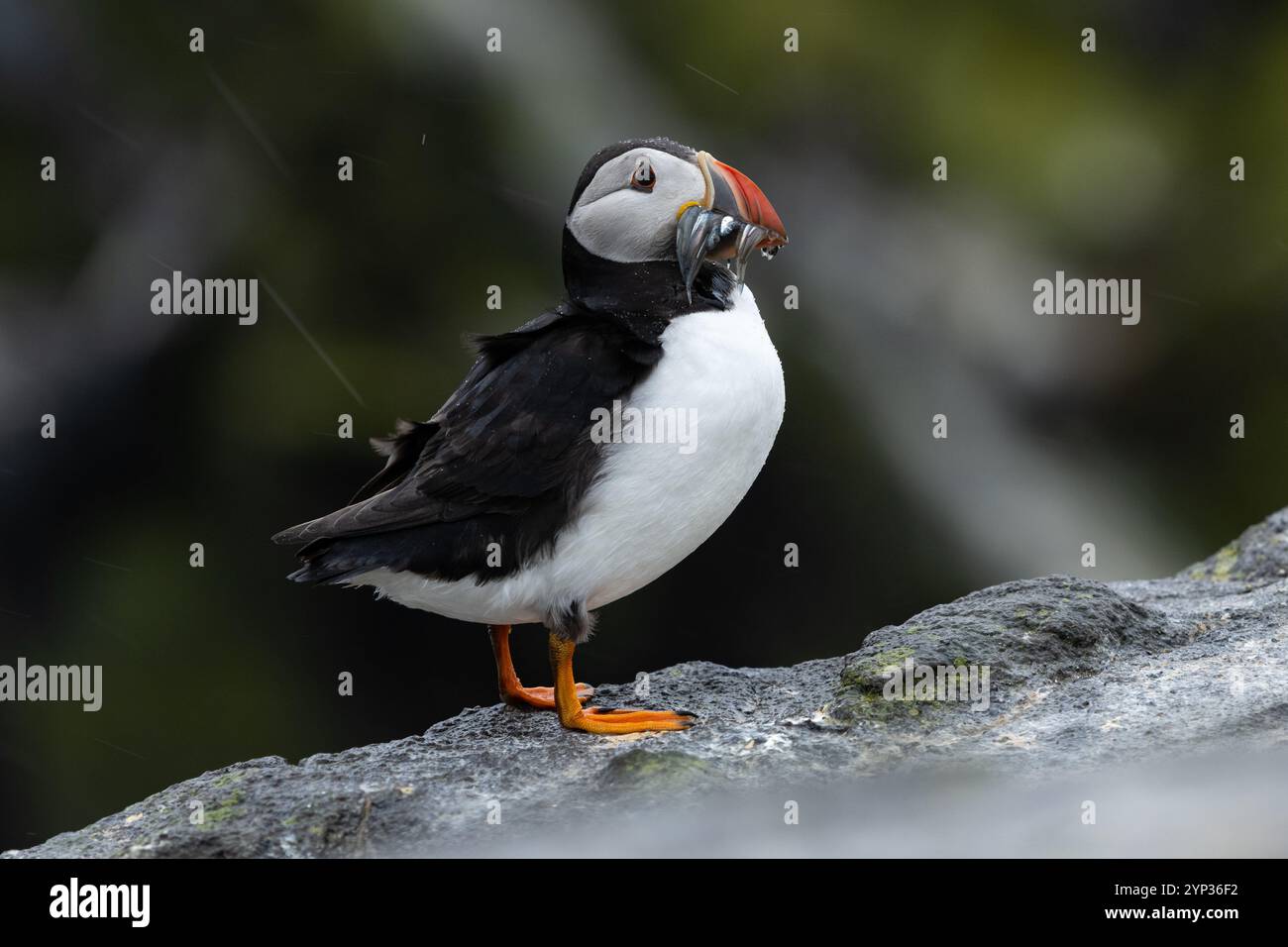 Puffin fish rain hi-res stock photography and images - Alamy