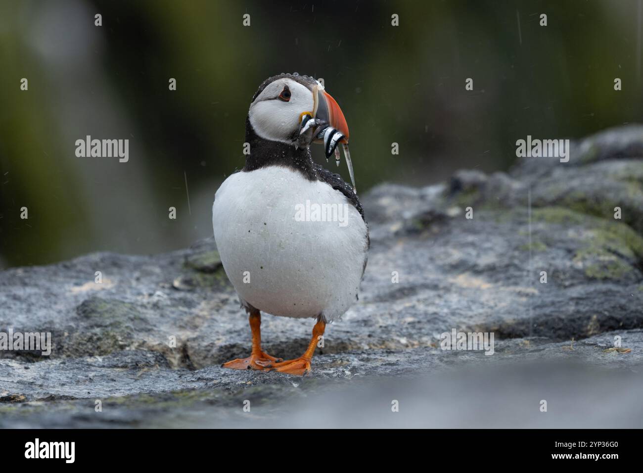 Puffin with beak full of fish standing in the rain - Isle of May ...