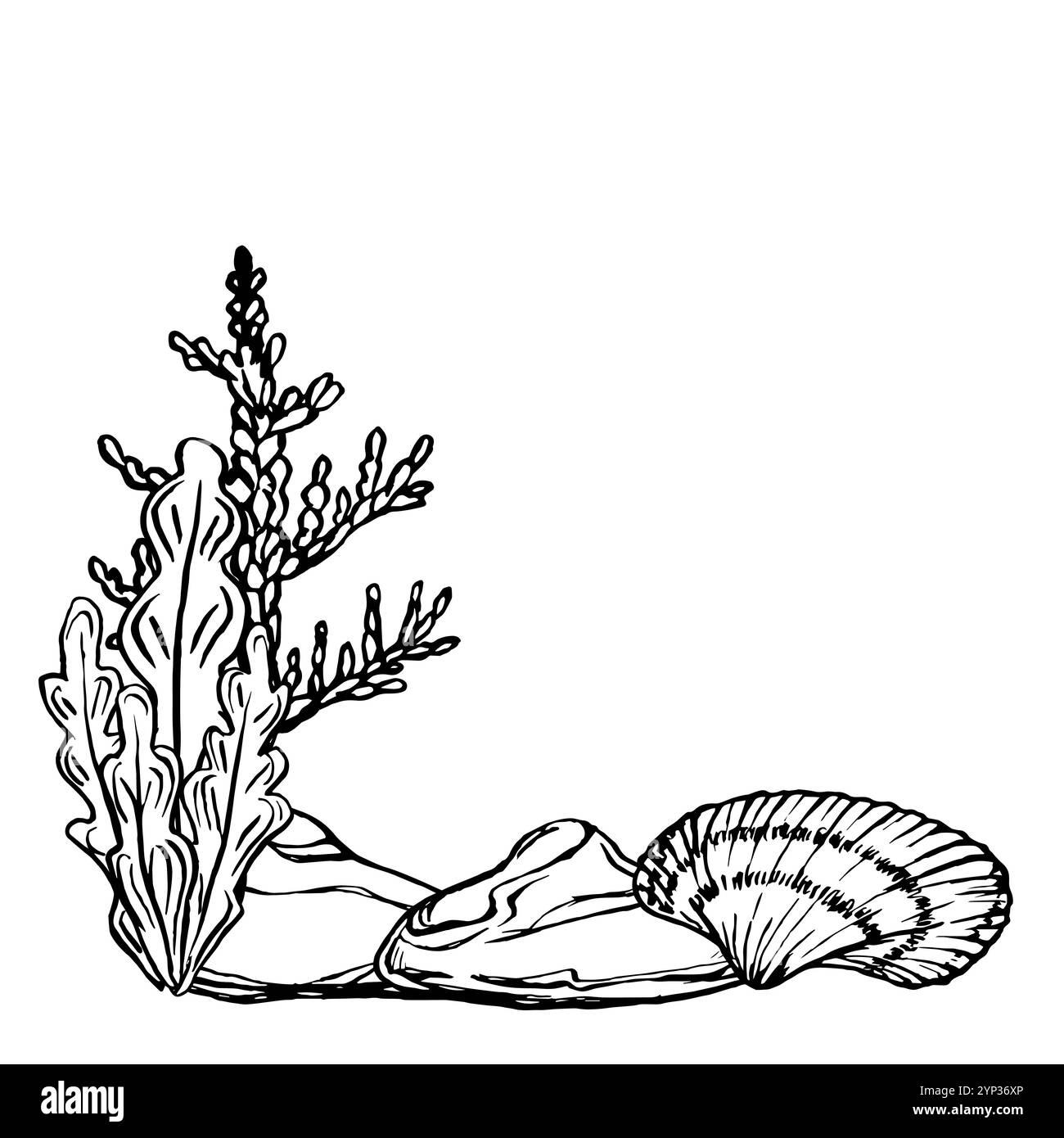 Seabed landscape with Seashells and Seaweed. Underwater design template drawing in line art ...