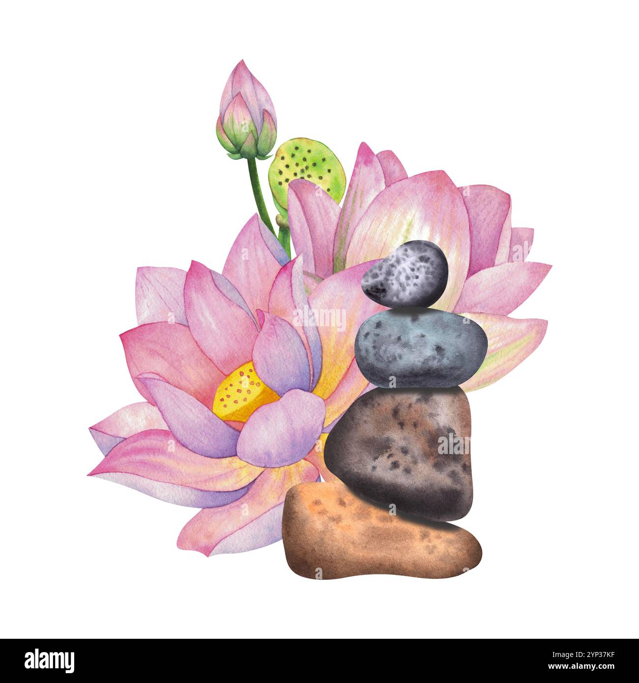 Pink lotus flowers with bud, box and pyramid of stones. Isolated on ...