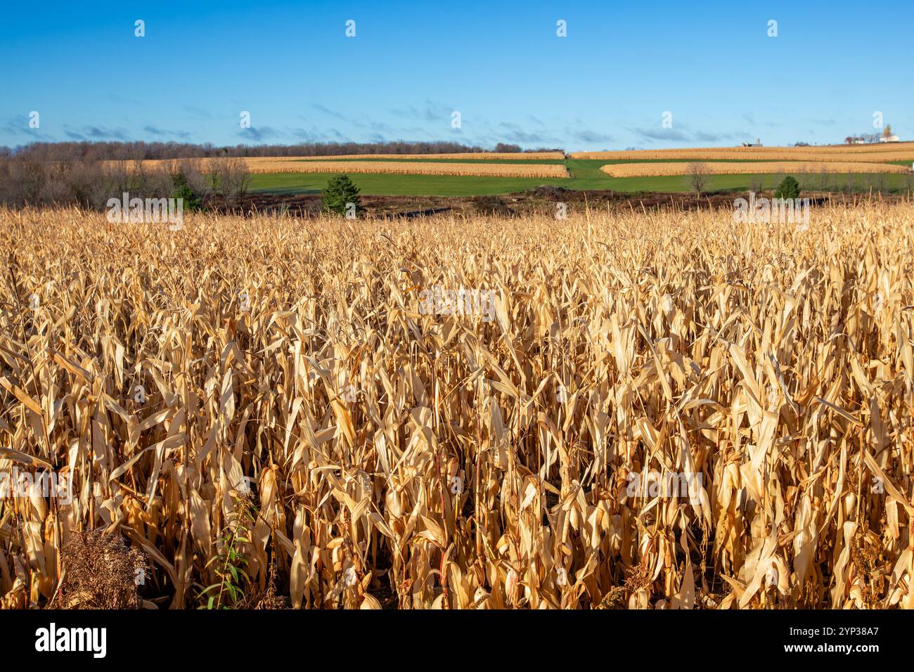 Strip cropping in Wisconsin farmland in November, horizontal Stock ...