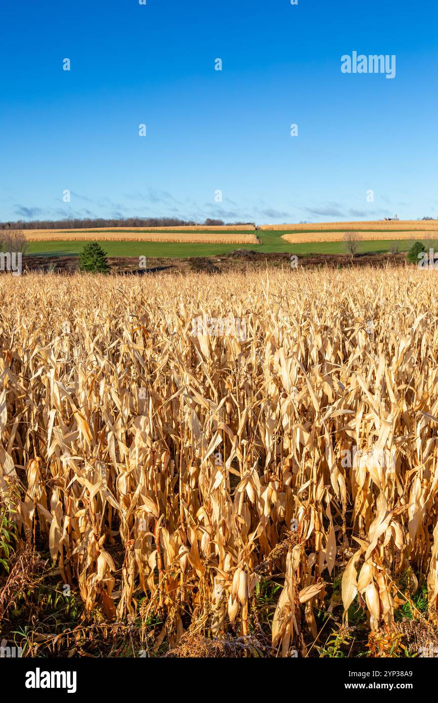 Strip cropping hi-res stock photography and images - Alamy