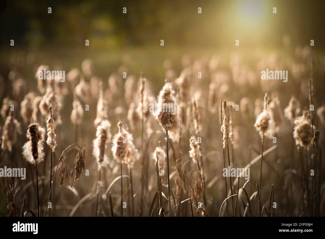 Green field cattails in hi-res stock photography and images - Alamy