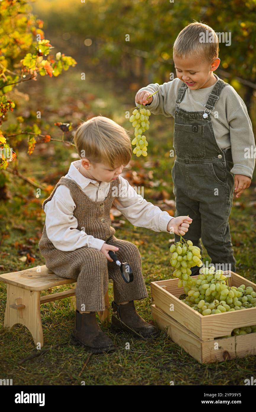 kids with grape on a vineyard Stock Photo - Alamy
