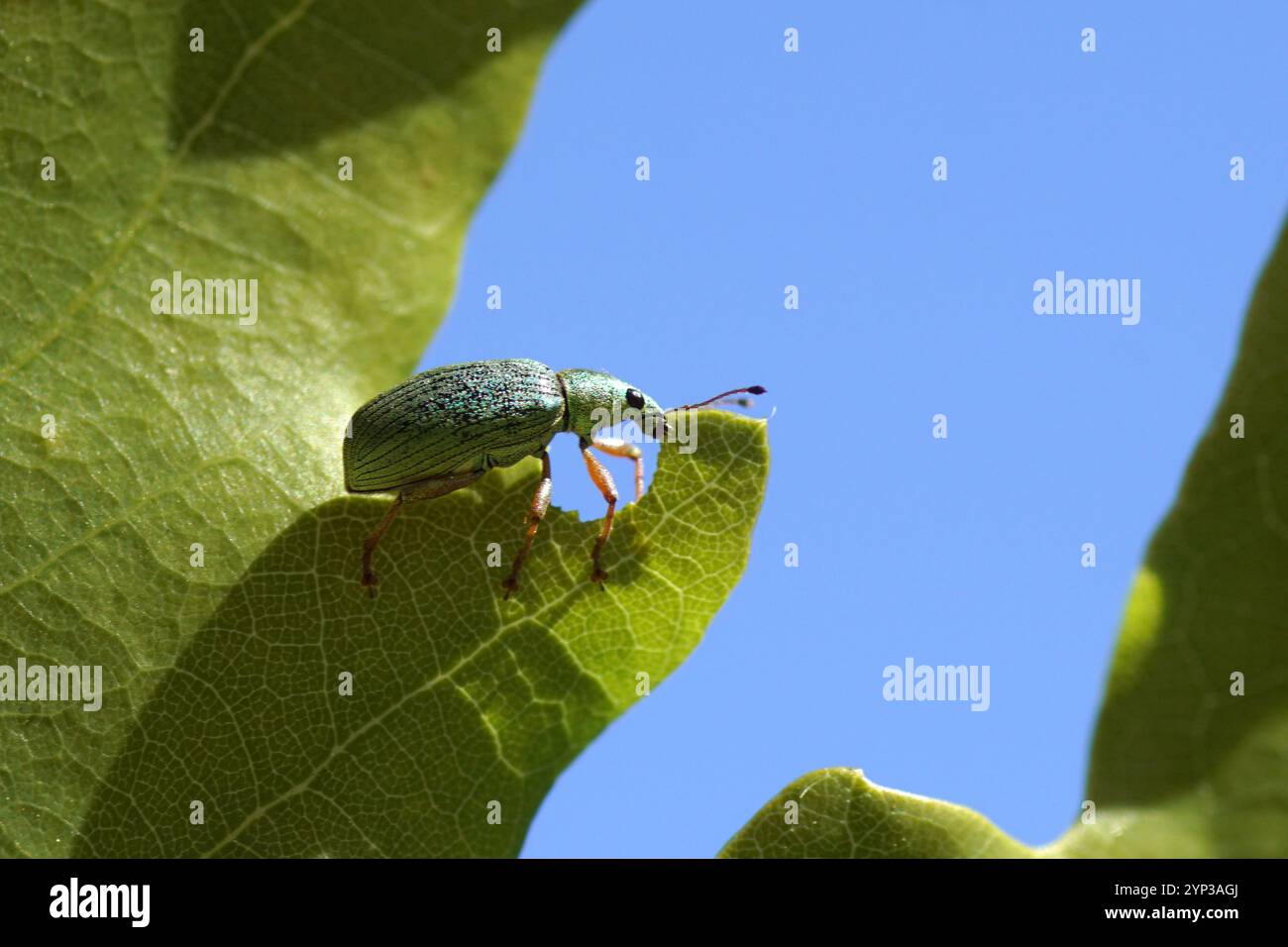 Polydrusus formosus synonym Polydrusus sericeus, a broad-nosed weevil ...