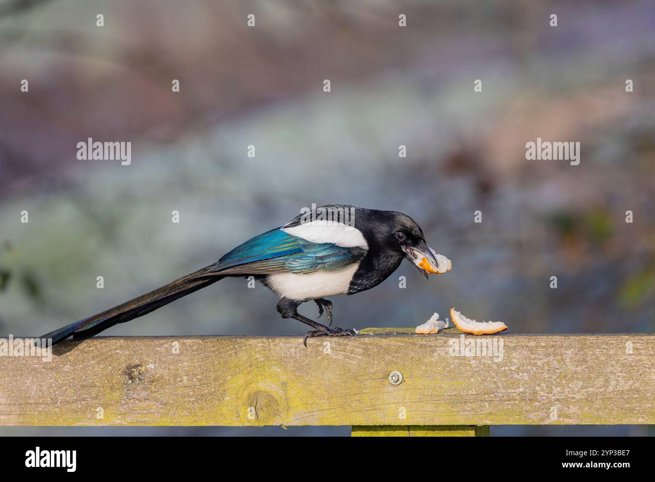 Detailed close, side view of a wild, UK magpie bird (Pica pica ...