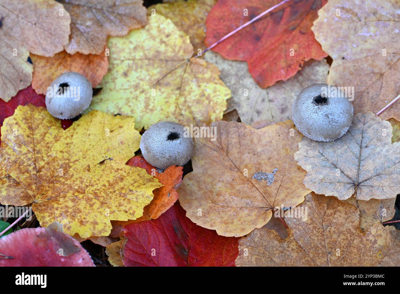 Common Puffballs or Earthballs, Lycoperdon perlatum, aka Warted ...
