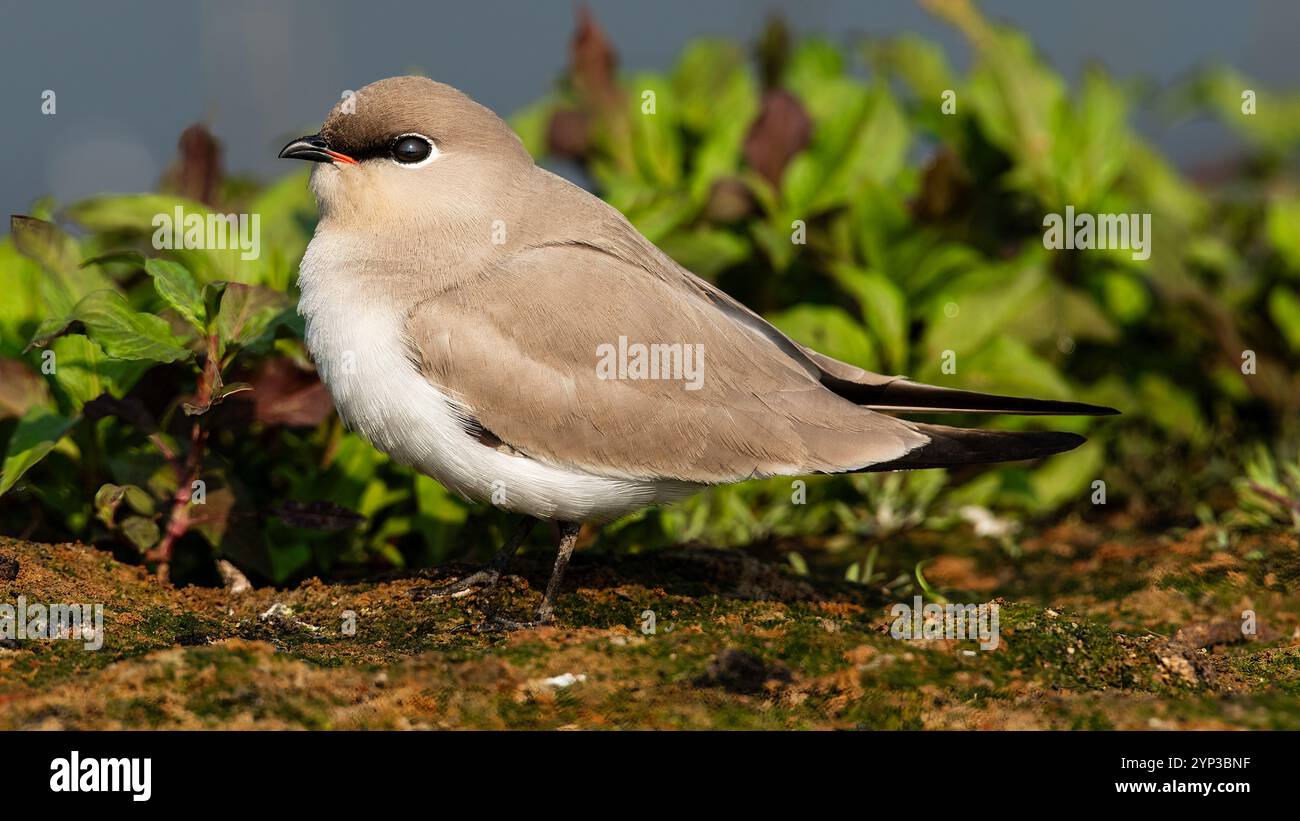 The Small Pratincole, also known as the Little Pratincole or Small ...