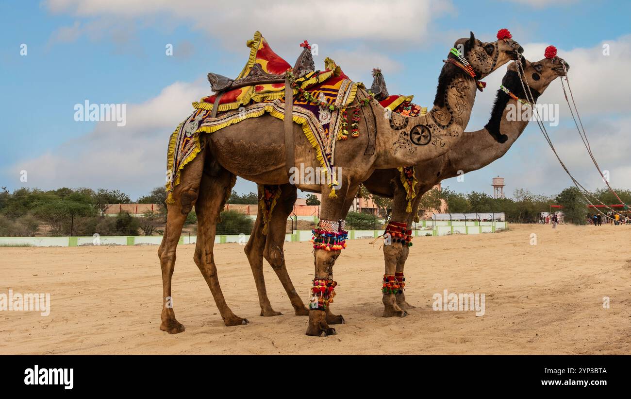 The Bikaner Camel Festival is a vibrant celebration held annually in ...