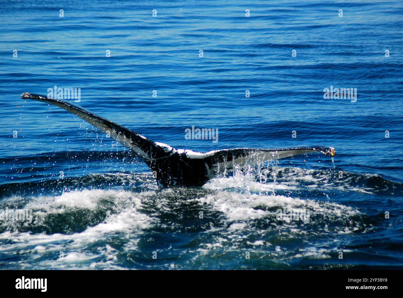 A whale's tail breaches the surface before a deep dive into the ocean ...