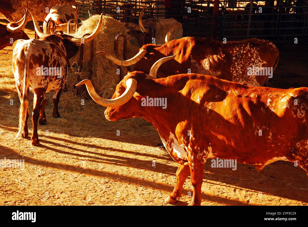Texas Longhorns bulls stand in their pen n the stockyards on a cattle ...