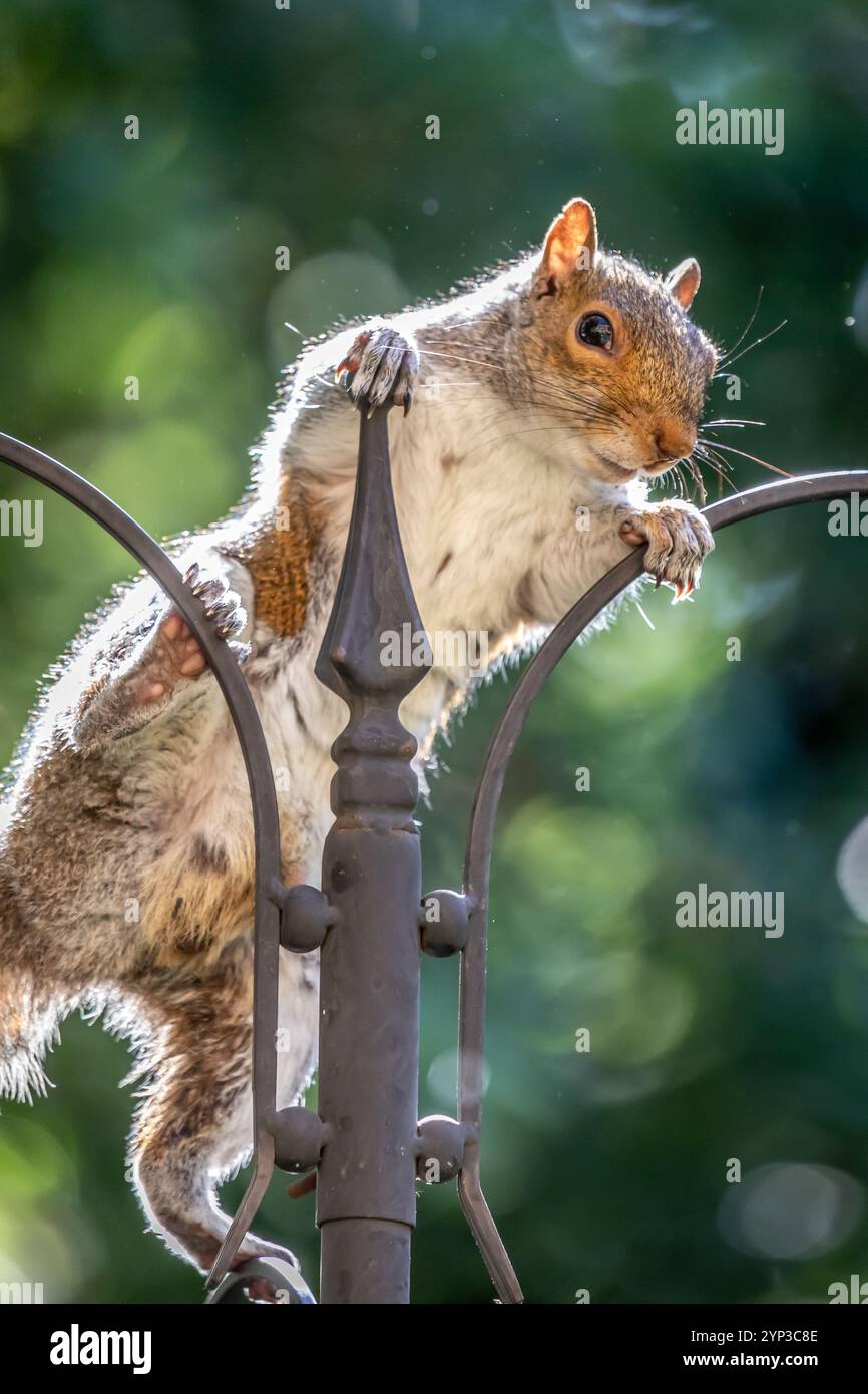 Eastern Grey Squirrel, Sciurus carolinensis Stock Photo - Alamy