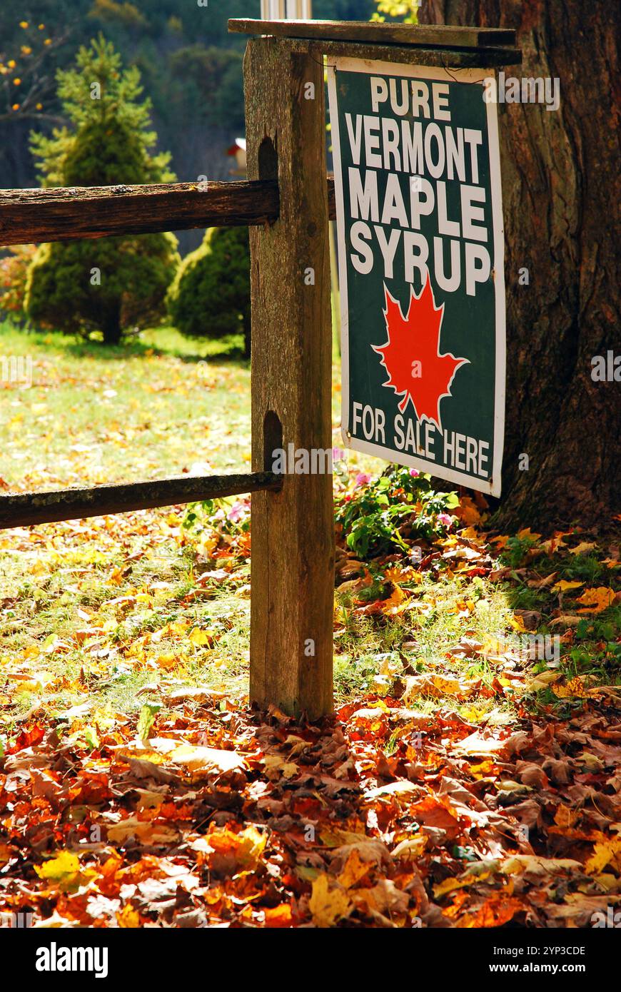 Pure Vermont Maple Syrup sold at a roadside farm in New England Stock ...