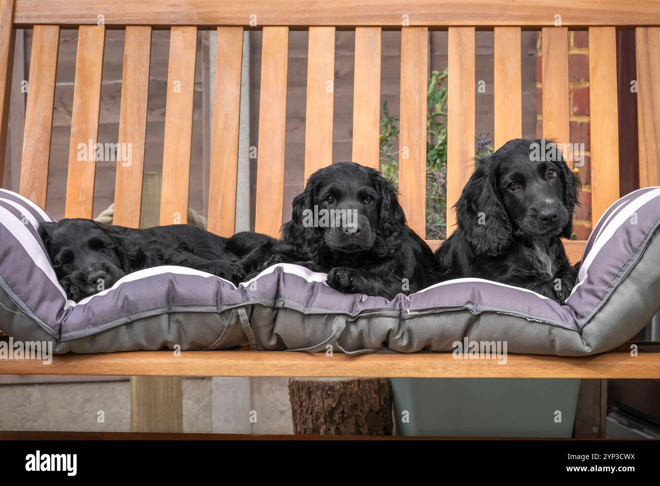 Three Black Working Cocker spaniel puppies in the garden in Surrey ...