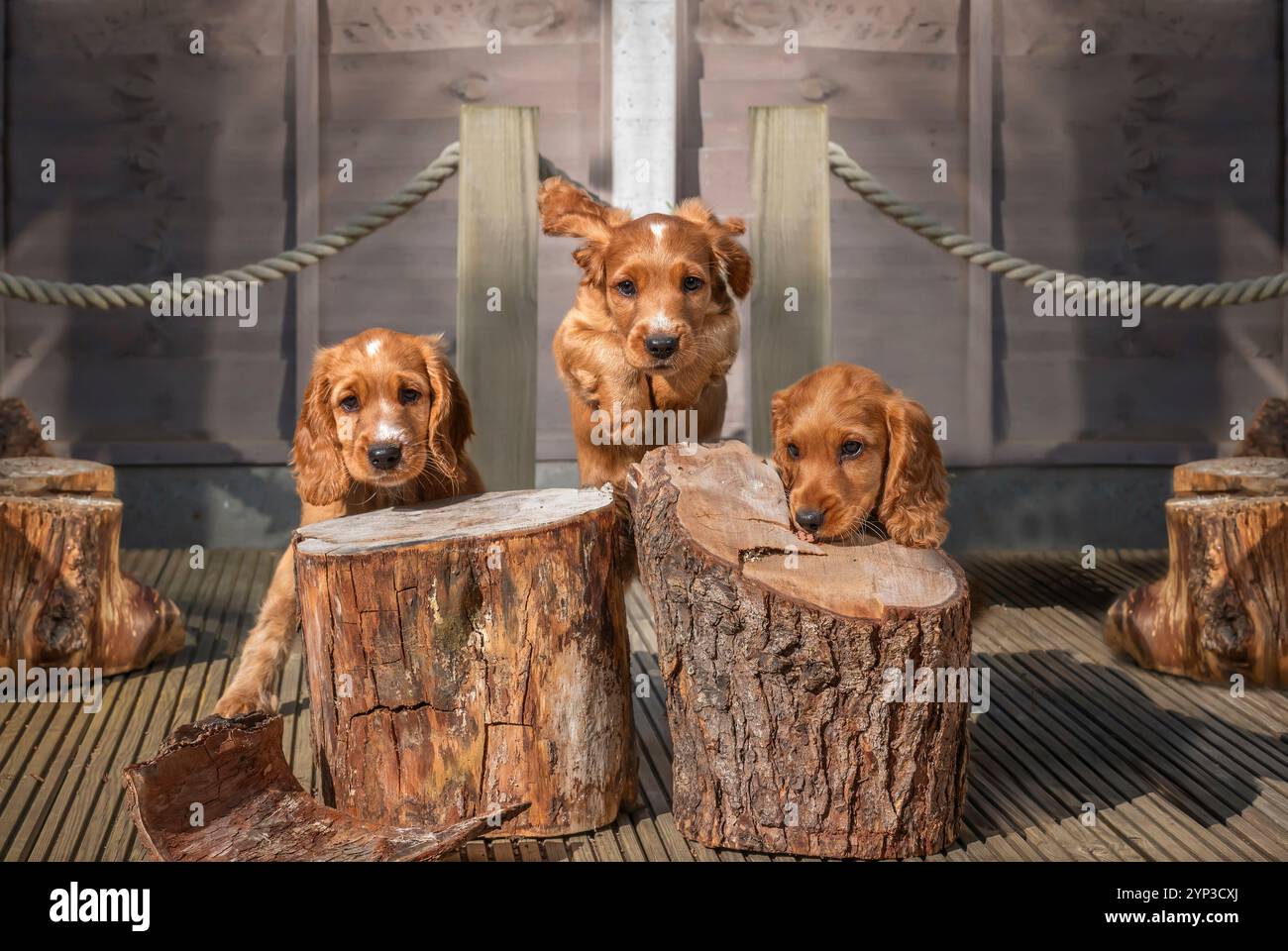 Three golden brown Working Cocker spaniel puppies in the garden in ...