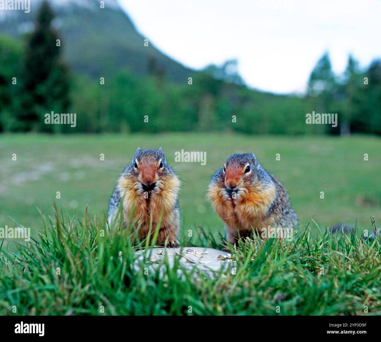 Zwei Nordamerikanische Backenhoernchen, auch Erdhoernchen, Spermophilus ...