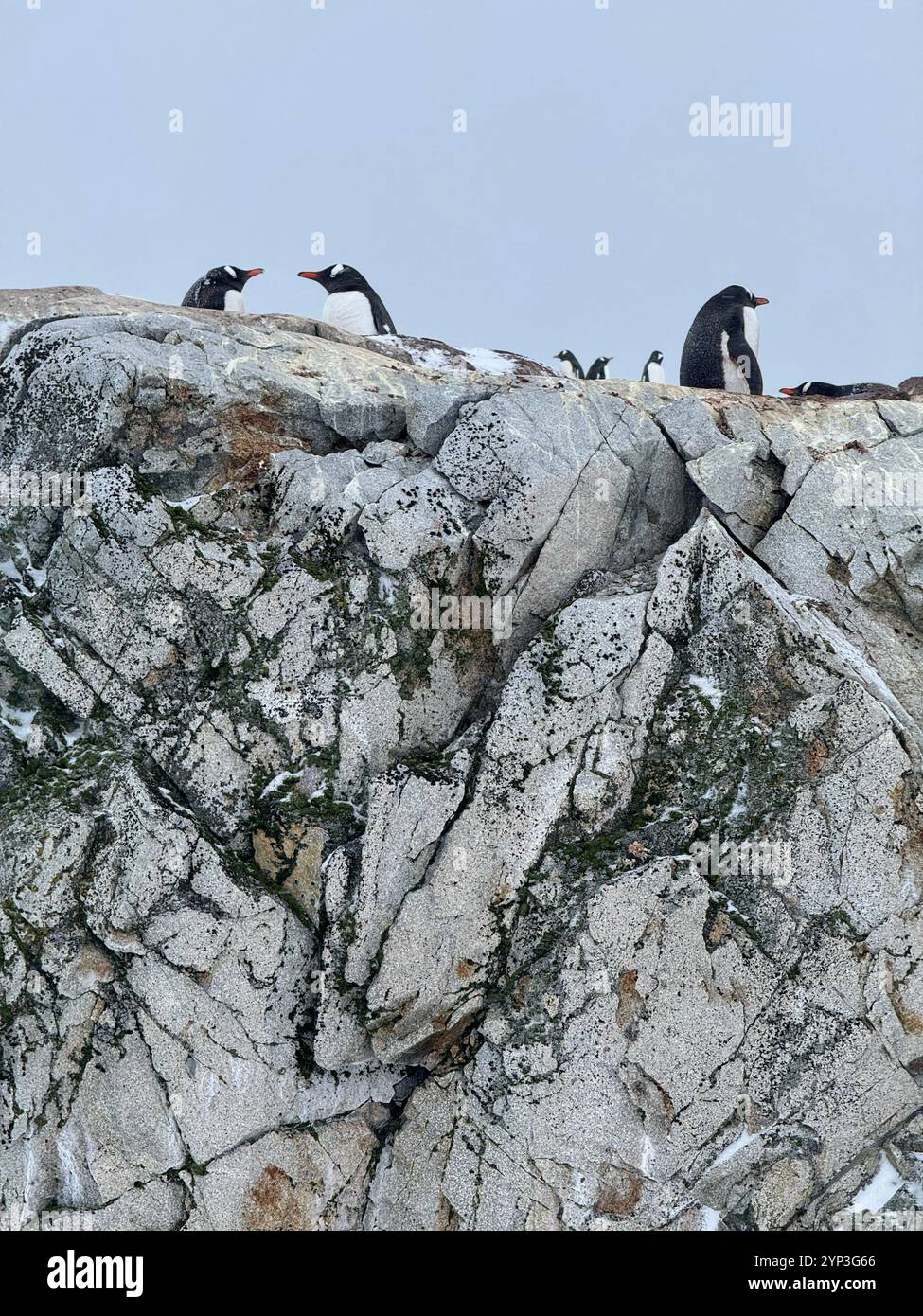 Pouting penguin hi-res stock photography and images - Alamy